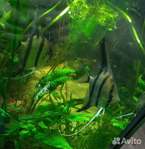 Скалярия Рио-Нанай