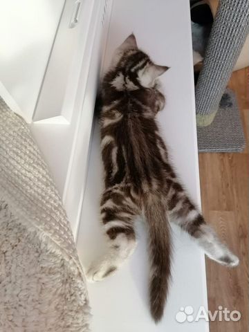 Британский котенок мраморный