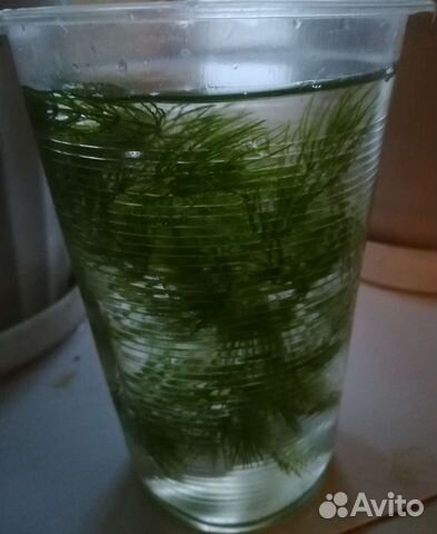 Растения аквариумные