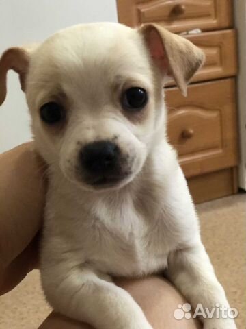 Чихуахуа (тип deer)