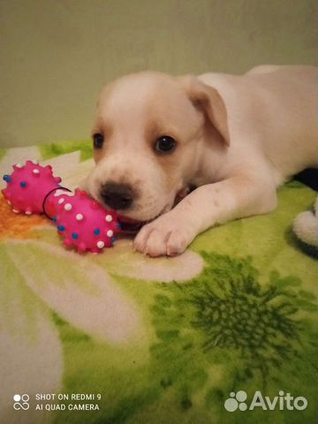 Маленькая собака щенок
