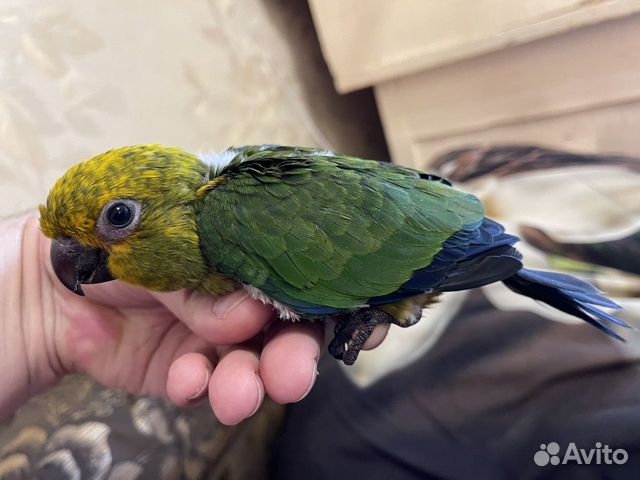 Аратинга Яндаи птенцы