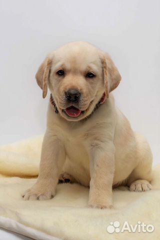 Щенки лабрадора Палевая Девочка