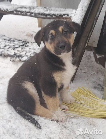Щенок мальчик 2 месяца