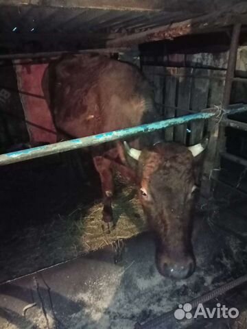 Первотелка (3 года) +бычок (3 месяца) +тёлочка (2