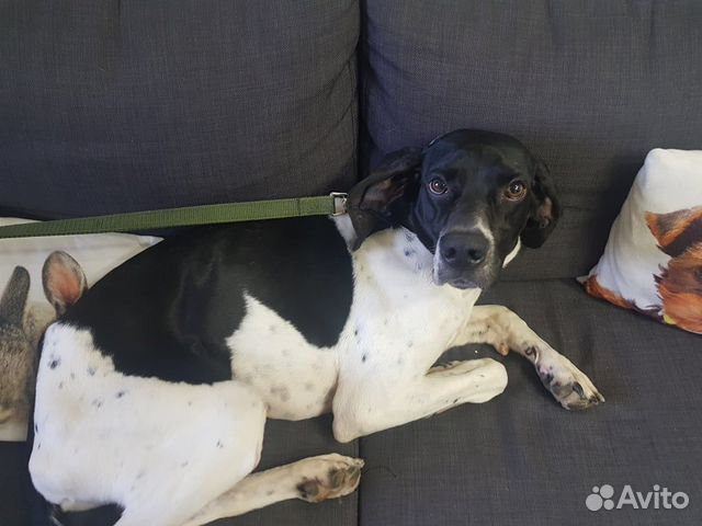 Бруно ищет своего человека