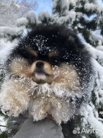 Настоящий померанец