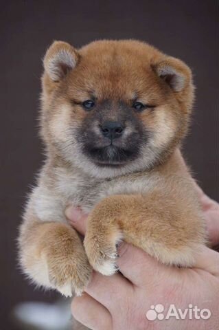 Супер девочка сиба ину