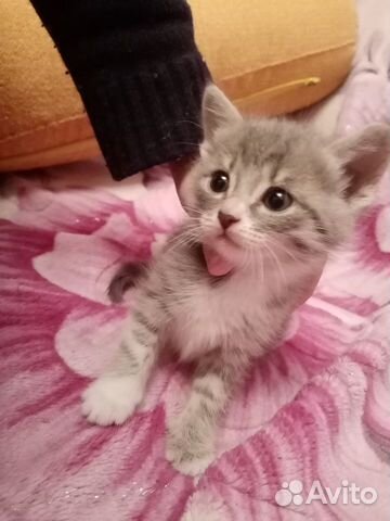 Котята