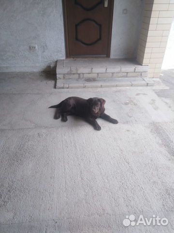 Щенок лабрадора
