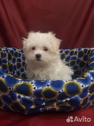 Мальчишечка душечка