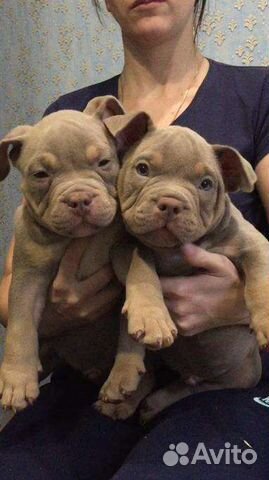 Американский булли покет щенки