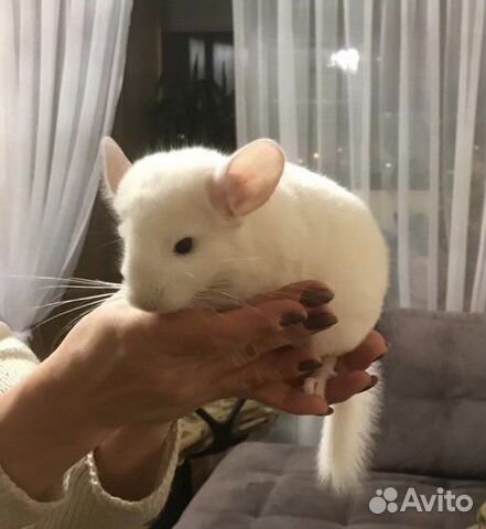 Шиншиллы 2,5 месяца