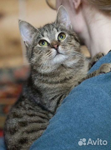 Ласковая кошка Шанель в добрые руки