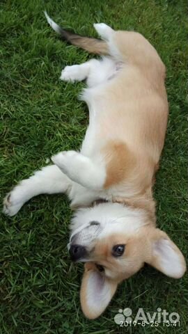 Вельш-корги