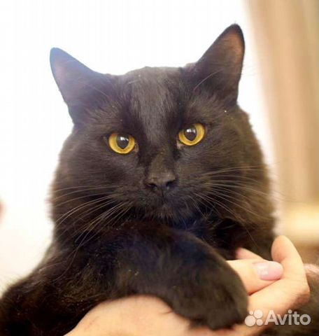 Котенок-подросток Жорж., 7 месяцев