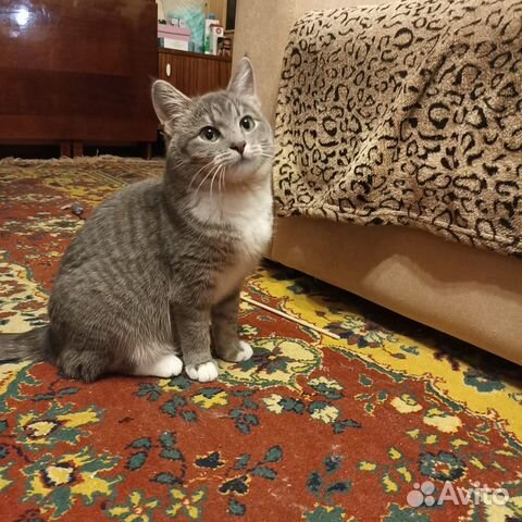 Отдам в добрые руки