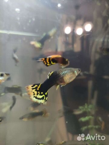 Живая рыба