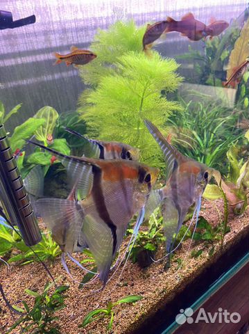 Аквариумные рыбки
