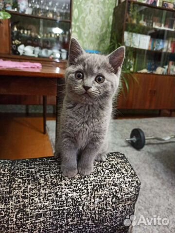 Шотландские вислоухие котята по договорной цене