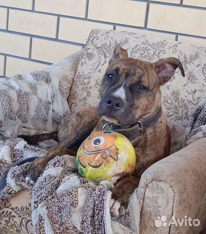 Стаффордширский терьер