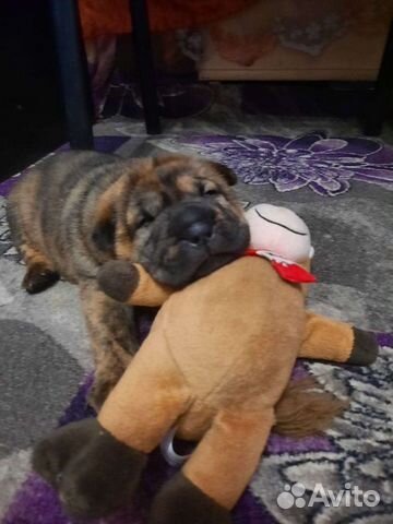 Шарпей помесь