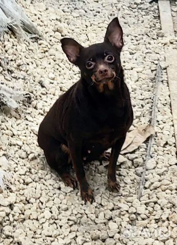 Той-терьер Кнопочка ищет семью, ей 5,5 лет