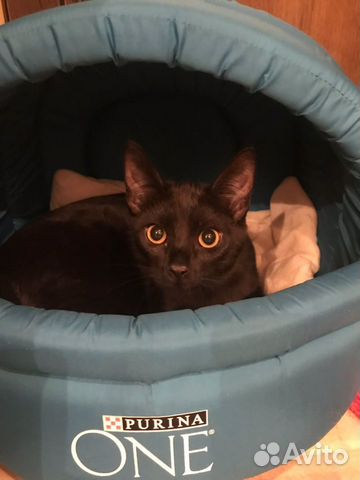 Уголёк ищет дом