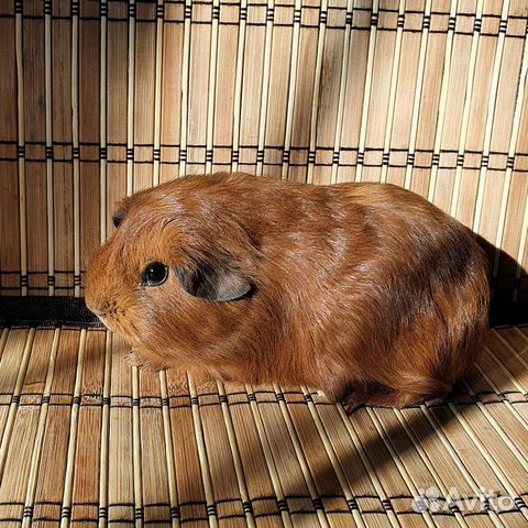 Морская свинка золотой селф девочка