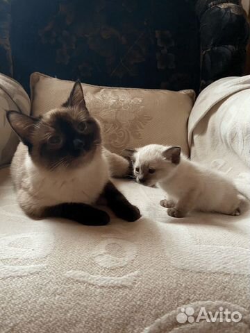 Котята тайские