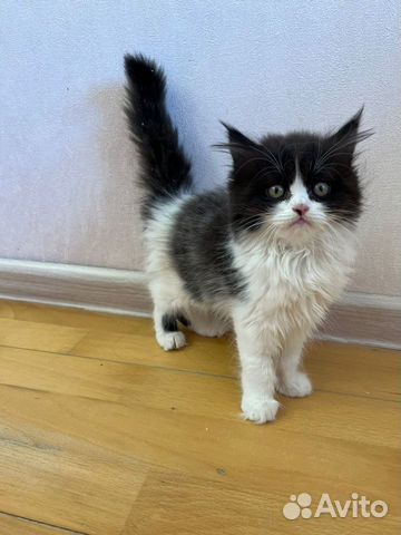 Продаю шотландского котенка