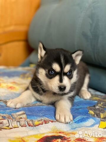 Щенки хаски