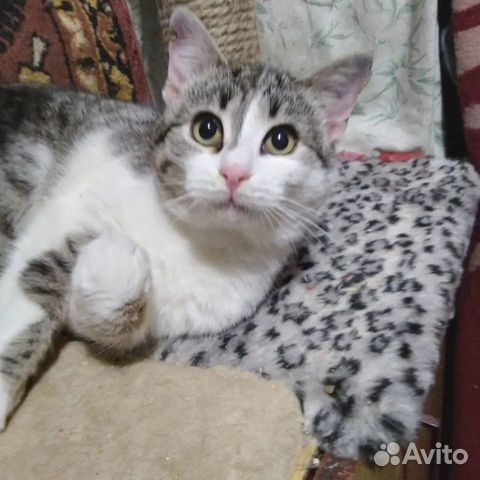 Красивый котенок Нюра