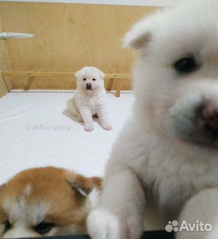 Шикарные щенки белой Японской Акиты