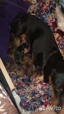 Щеки в добрые руки