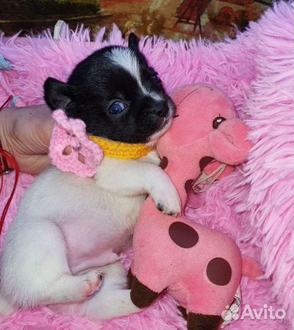 Минюшечки кукольные малыши чихуахуа