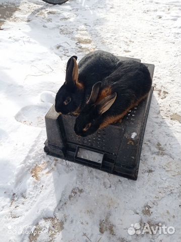 Кролики породы великан