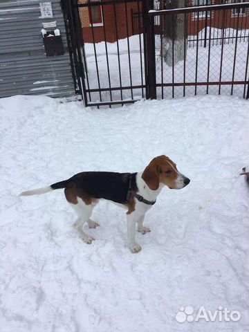 Бигль, эстонская гончая, кобель, 4 года, обучен