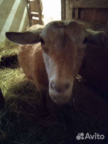 Коза дойная