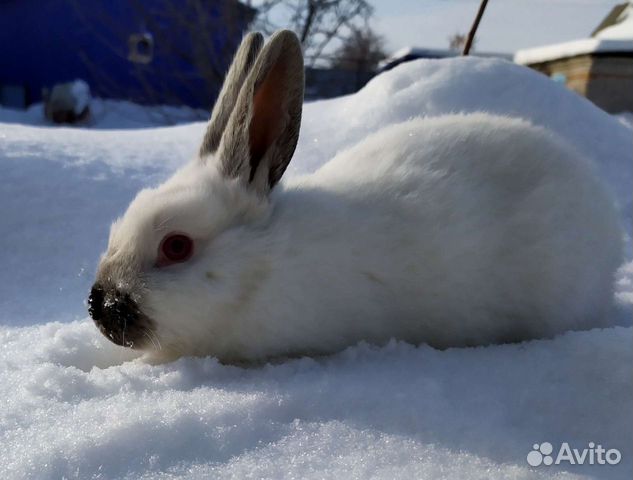 Кролик калифорнийский
