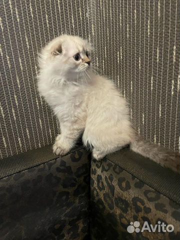 Шотландский котенок