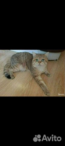 Британец Вязка
