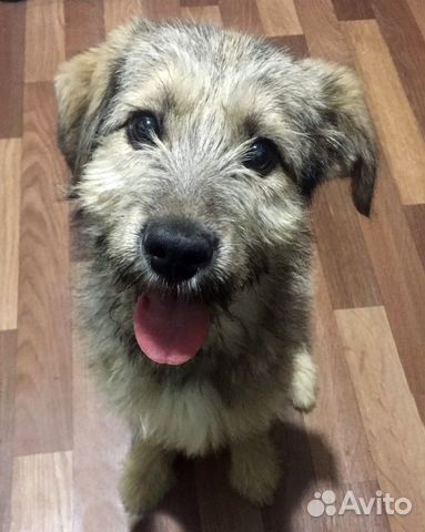 Щенок ищет дом