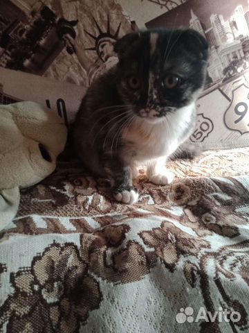 Шотландская девочка