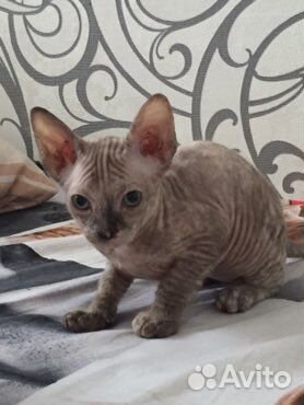 Донской сфинкс