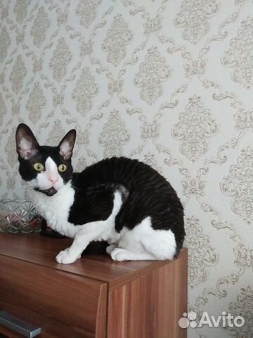 Корниш-рекс