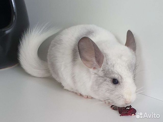 Шиншиллeнок девочка Белый Вильсона 2 мес