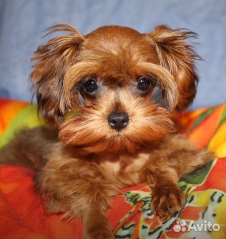 Красавица Орхидея