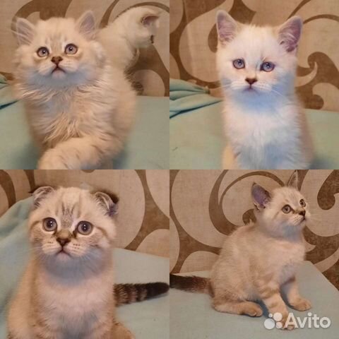 Шотландские котята