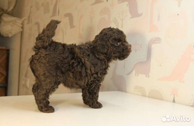 Пудель той шоколадный мальчик